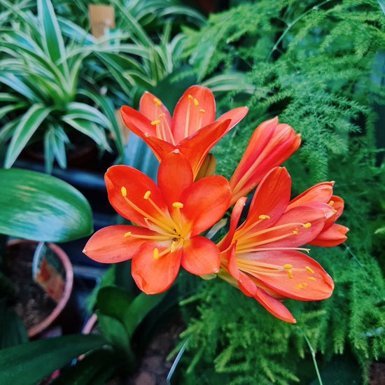 Garden Centre | Garden Furniture, BBQ's, Water Features – Ruxley Manor ...